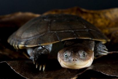 10 Bizarre Turtle Species - Listverse