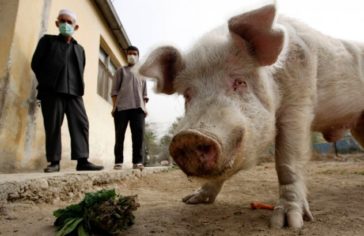 10 Awesome Facts About Pigs - Listverse