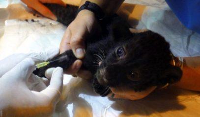 10 Unbelievable Cases Of Animal Smuggling - Listverse