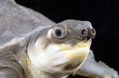 10 Bizarre Turtle Species - Listverse