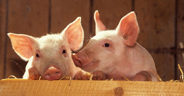 10 Awesome Facts About Pigs - Listverse