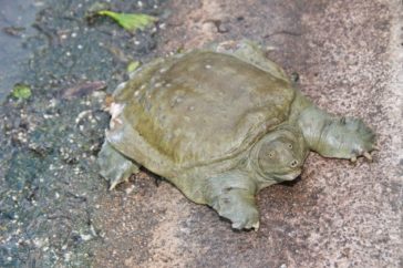 10 Bizarre Turtle Species - Listverse