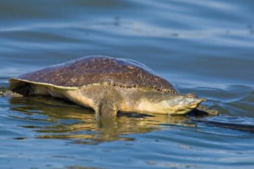 10 Bizarre Turtle Species - Listverse