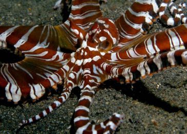 10 Sea Creatures That Belong On Another Planet - Listverse