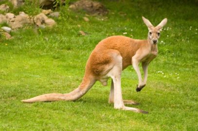 10 Harsh Animal Parenting Techniques - Listverse