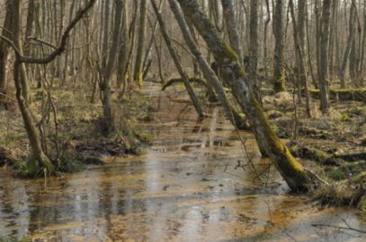 10 Awful Ways Bog Bodies Died - Listverse