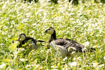 10 Harsh Animal Parenting Techniques - Listverse