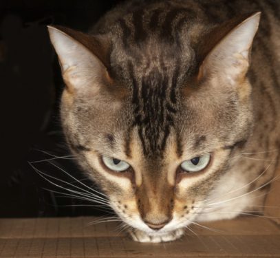 10 Most Bizarre Animal Experiments In History - Listverse