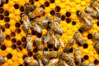 10 Animals Known For Gigantic Swarms - Listverse