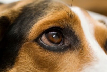 10 Of The Most Heartwarming Dog Stories From History - Listverse