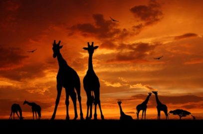 10 Fascinating Facts About Giraffes - Listverse