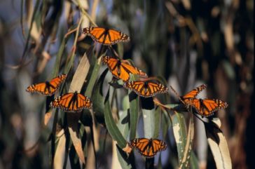 10 Animals Known For Gigantic Swarms - Listverse