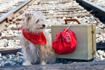 10 Of The Most Heartwarming Dog Stories From History - Listverse