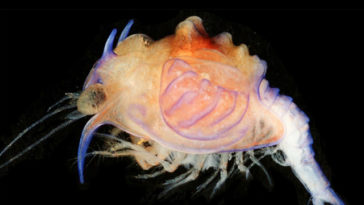 10 Baffling Mysteries We've Only Solved In The Last Year - Listverse