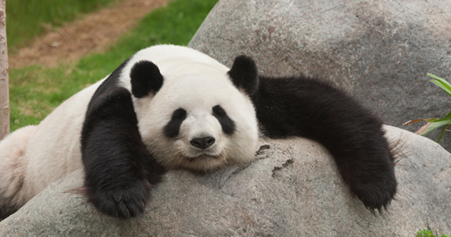 10 Harsh Animal Parenting Techniques - Listverse