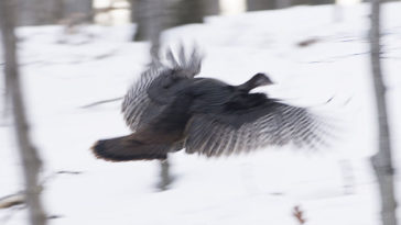 10 Engrossing Facts About Turkeys - Listverse