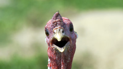 10 Engrossing Facts About Turkeys - Listverse