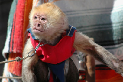 10 Bizarre Facts About Zoos - Listverse