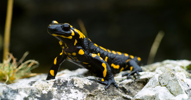 10 Extremely Specialized Plants And Animals - Listverse