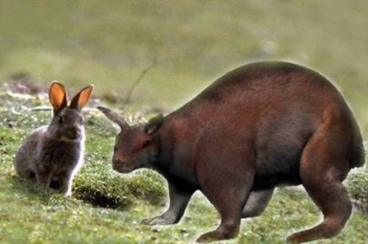 10 Fascinating Cases Of Animal Gigantism - Listverse