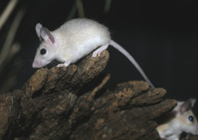 10 Animals With Amazing Super Skin - Listverse