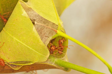 10 Bizarre Ant Behaviors - Listverse