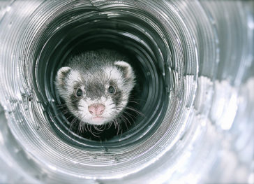 10 Fascinating Facts About Ferrets - Listverse