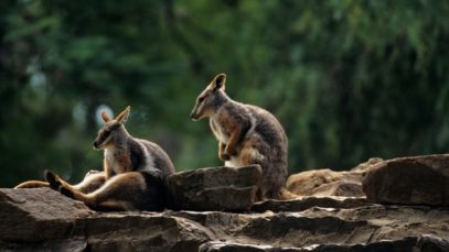 10 Awesome Facts About Australia's Marsupials - Listverse