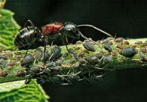 10 Bizarre Ant Behaviors - Listverse
