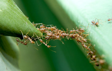 10 Strange And Mysterious Insect Behaviors - Listverse