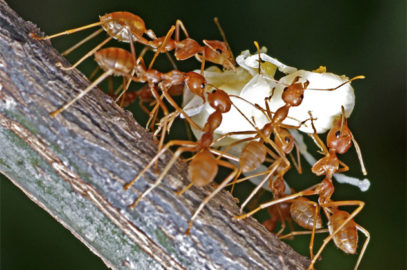 10 Bizarre Ant Behaviors - Listverse
