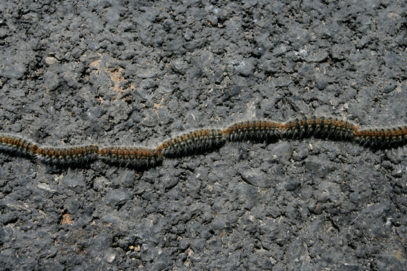 10 Strange And Mysterious Insect Behaviors - Listverse