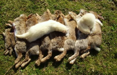 10 Fascinating Facts About Ferrets - Listverse