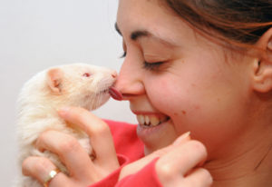 10 Fascinating Facts About Ferrets - Listverse