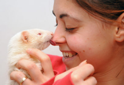 10 Fascinating Facts About Ferrets - Listverse