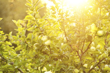 10 Mythological Origin Stories About Fruit - Listverse