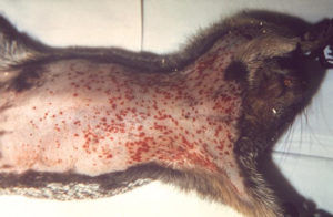 10 Nutty Facts About Squirrels - Listverse