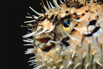 10 Weird Self-Inflating Animal Species - Listverse