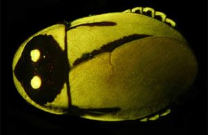 10 Filthy Facts About Cockroaches - Listverse