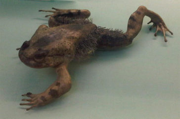 10 Disgusting Animal Habits That Will Make Your Skin Crawl - Listverse