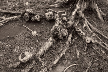 10 Amazing Legends Of Mythological Trees - Listverse