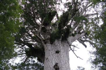 10 Fascinating Trees With Mystical Histories - Listverse