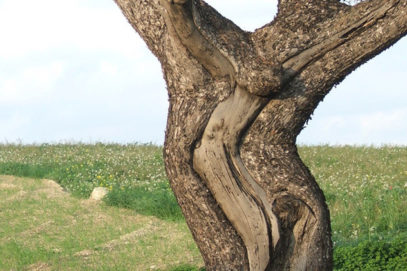 10 Fascinating Trees With Mystical Histories - Listverse