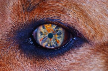 10 Terrifying Canines From Legend - Listverse