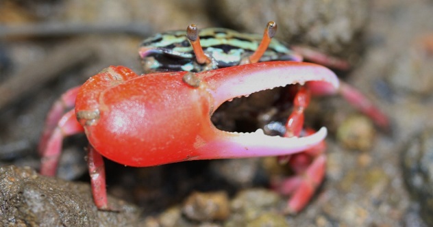 10 Animals With Completely Bizarre Body Proportions - Listverse