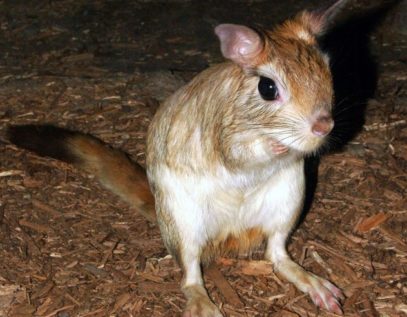 10 Animals With Completely Bizarre Body Proportions - Listverse