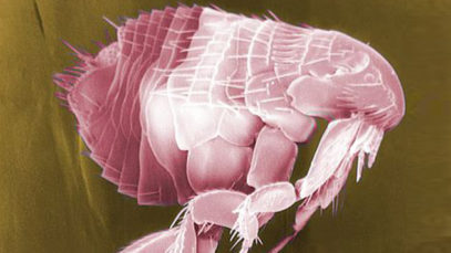 10 Things You Didn't Know About The Plague - Listverse