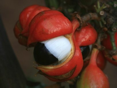 10 Fascinating Facts You Didn't Know About Fruits - Listverse