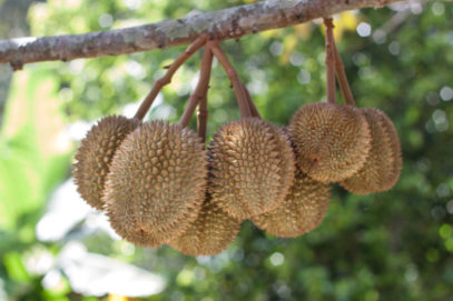 10 Fascinating Facts You Didn't Know About Fruits - Listverse