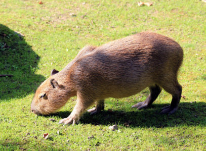 10 Terrifyingly Huge Rodents - Listverse